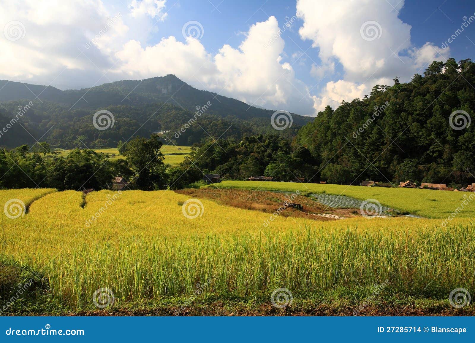 Terraced Rice Field at Harvest Stock Photo - Image of dirt, foliage ...
