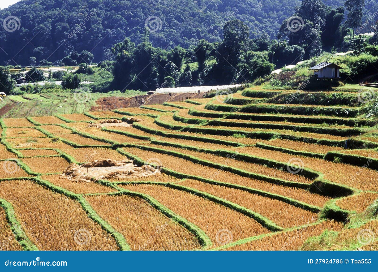 Terraced Rice Field after Harvested Stock Photo - Image of pattern ...