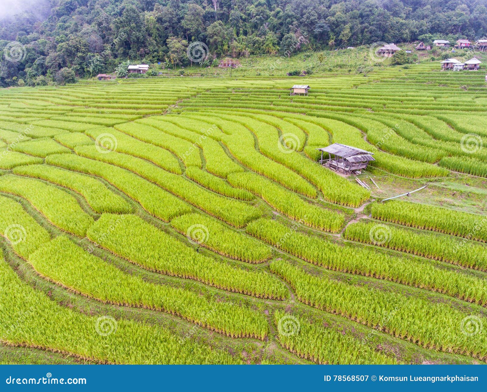 Terraced Rice Field in Hill Stock Image - Image of culture, asia: 78568507