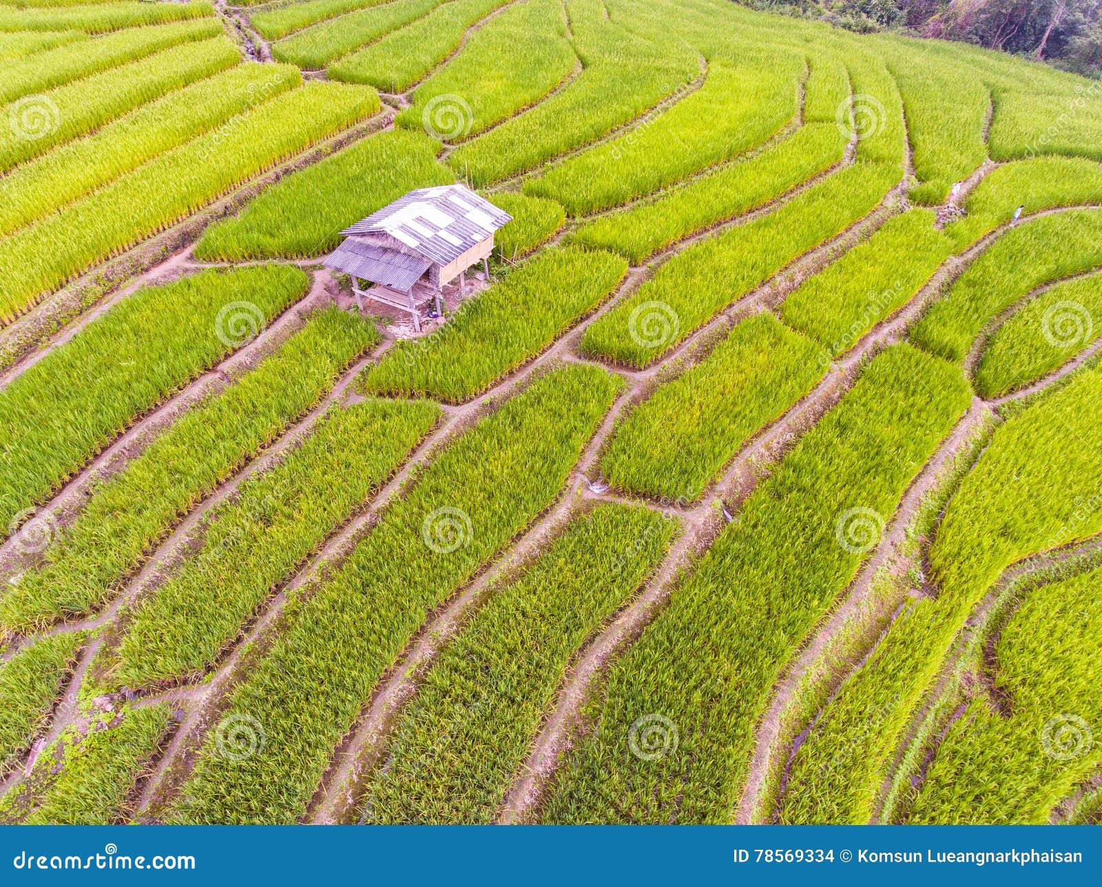 Terraced Rice Field in Hill Stock Photo - Image of beautiful ...