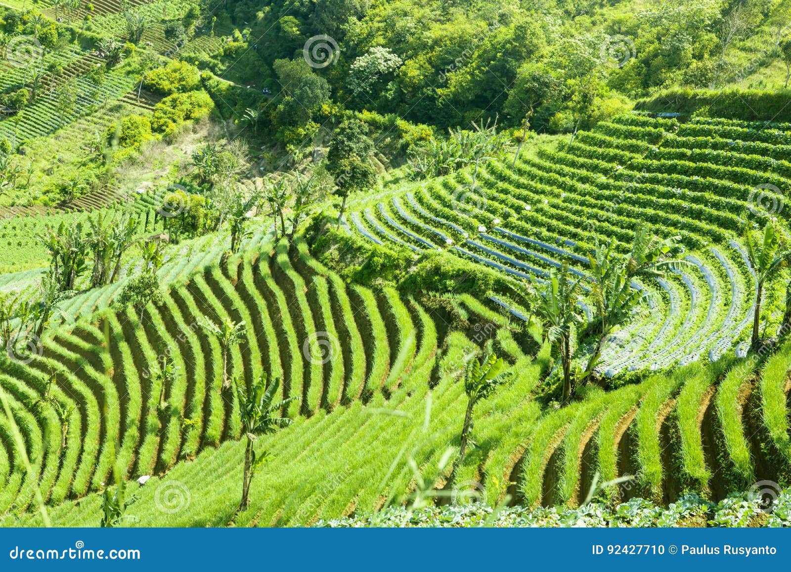 Terraced Rice Field on Hill Stock Photo - Image of banana, fresh: 92427710