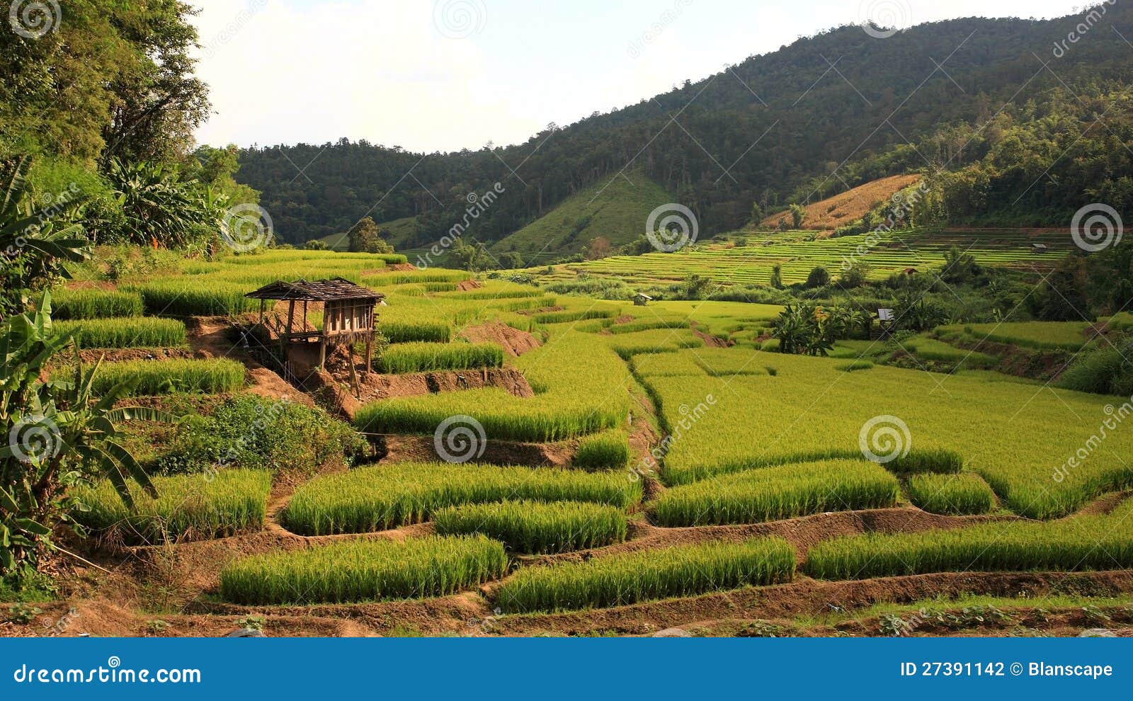 Terraced Rice Field and Hut on Mountain Stock Photo - Image of ...