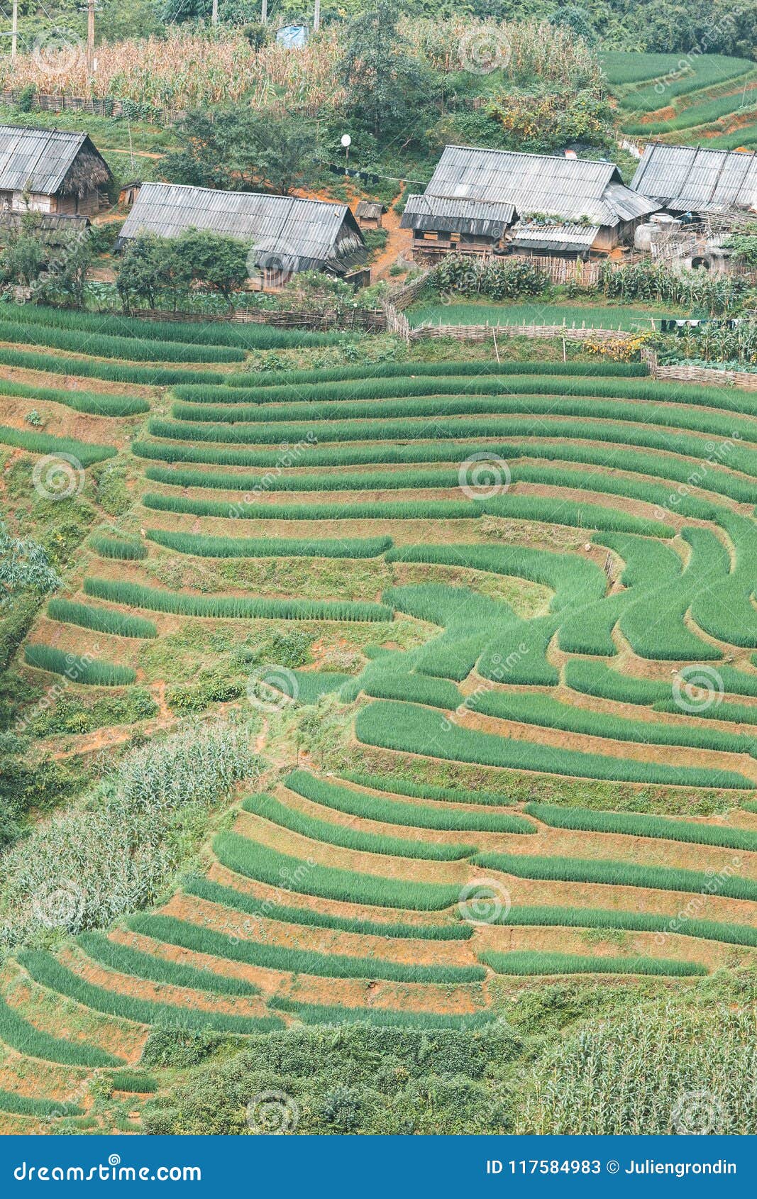 Rice Field in Sapa, Vietnam Stock Image - Image of fields, sapa: 117584983