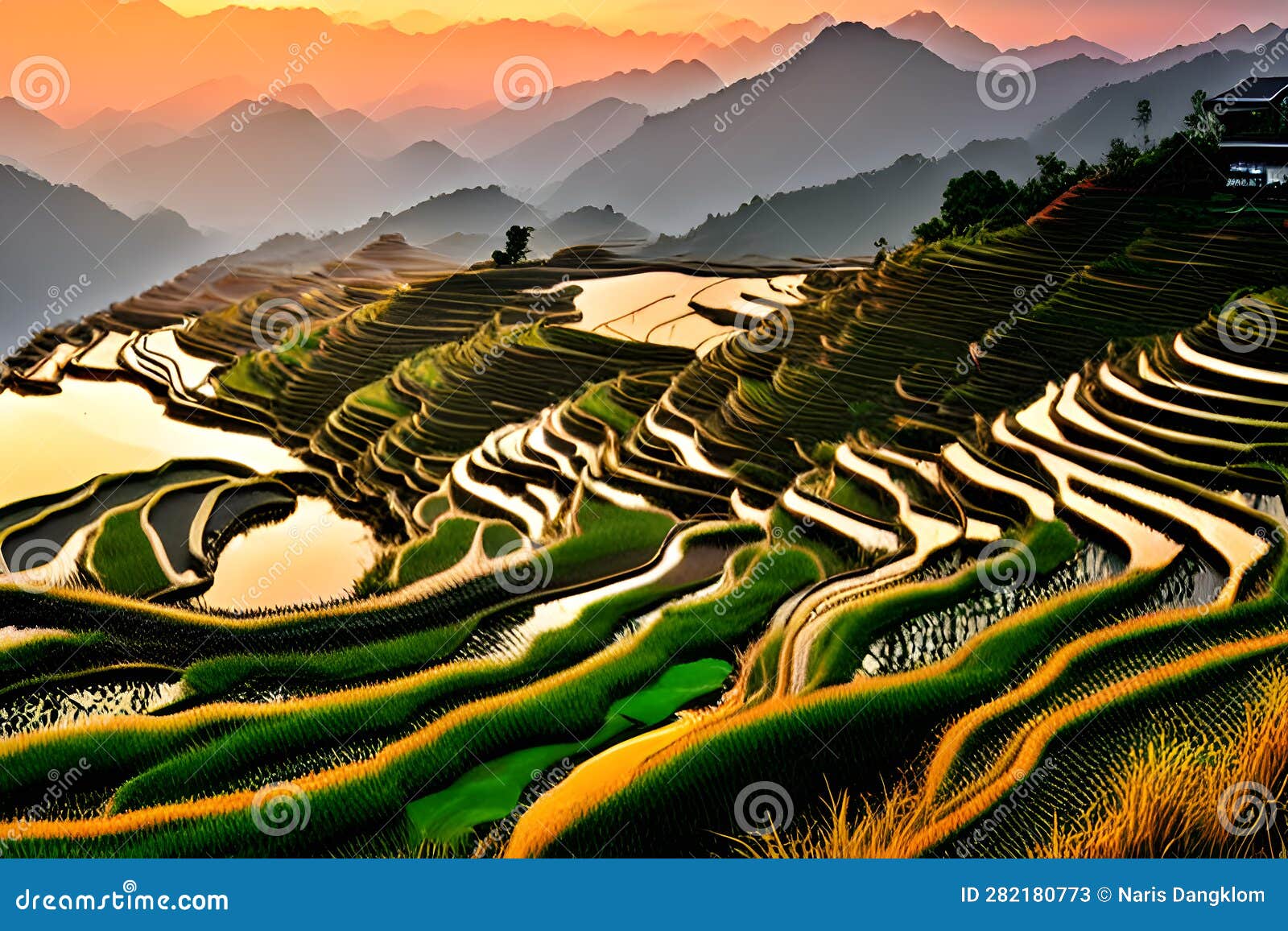 The Terraced Rice Field at Sunset in Thailand Stock Illustration ...