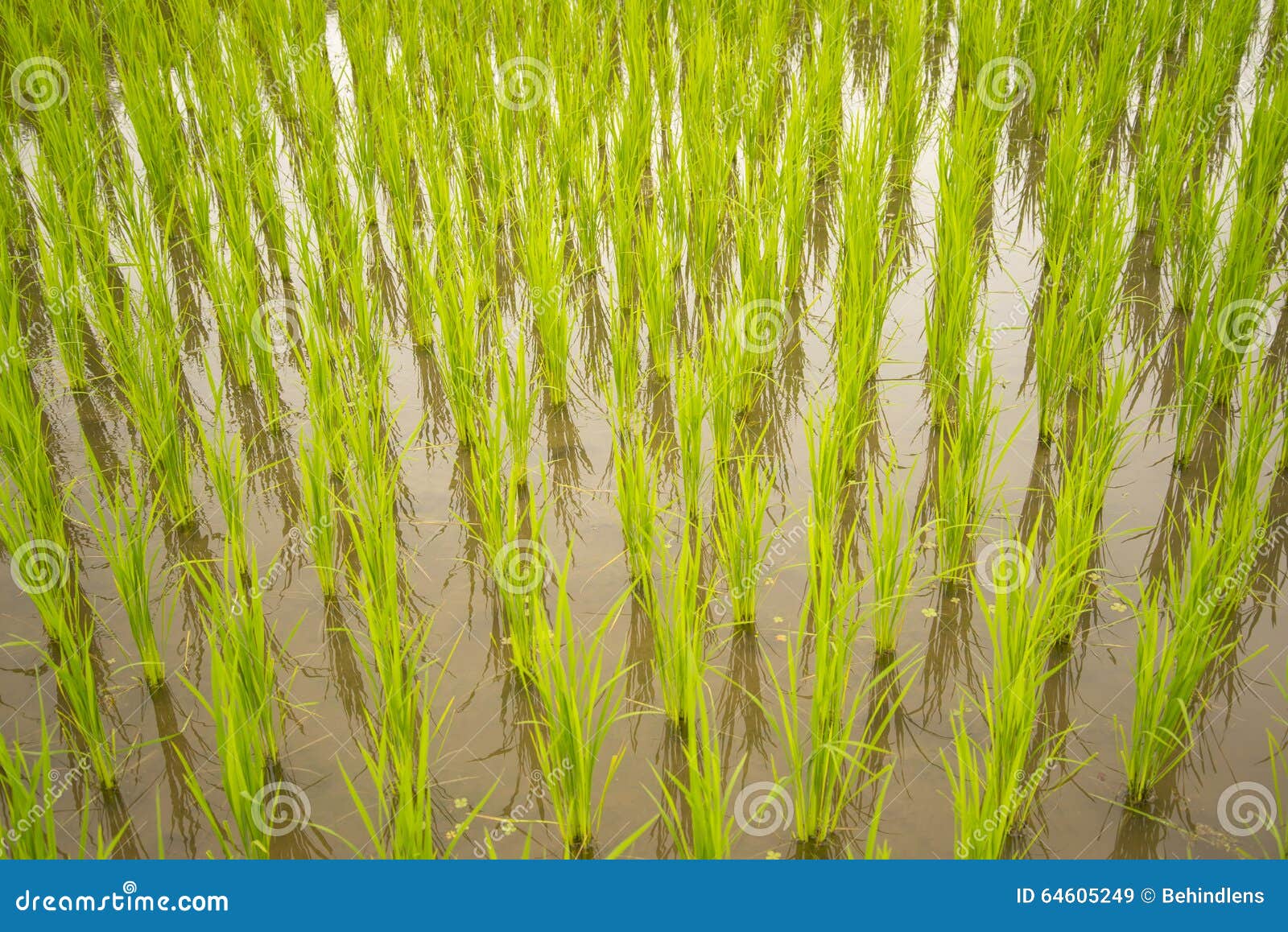 Terraced Rice Field Texture Background Stock Image - Image of hill ...