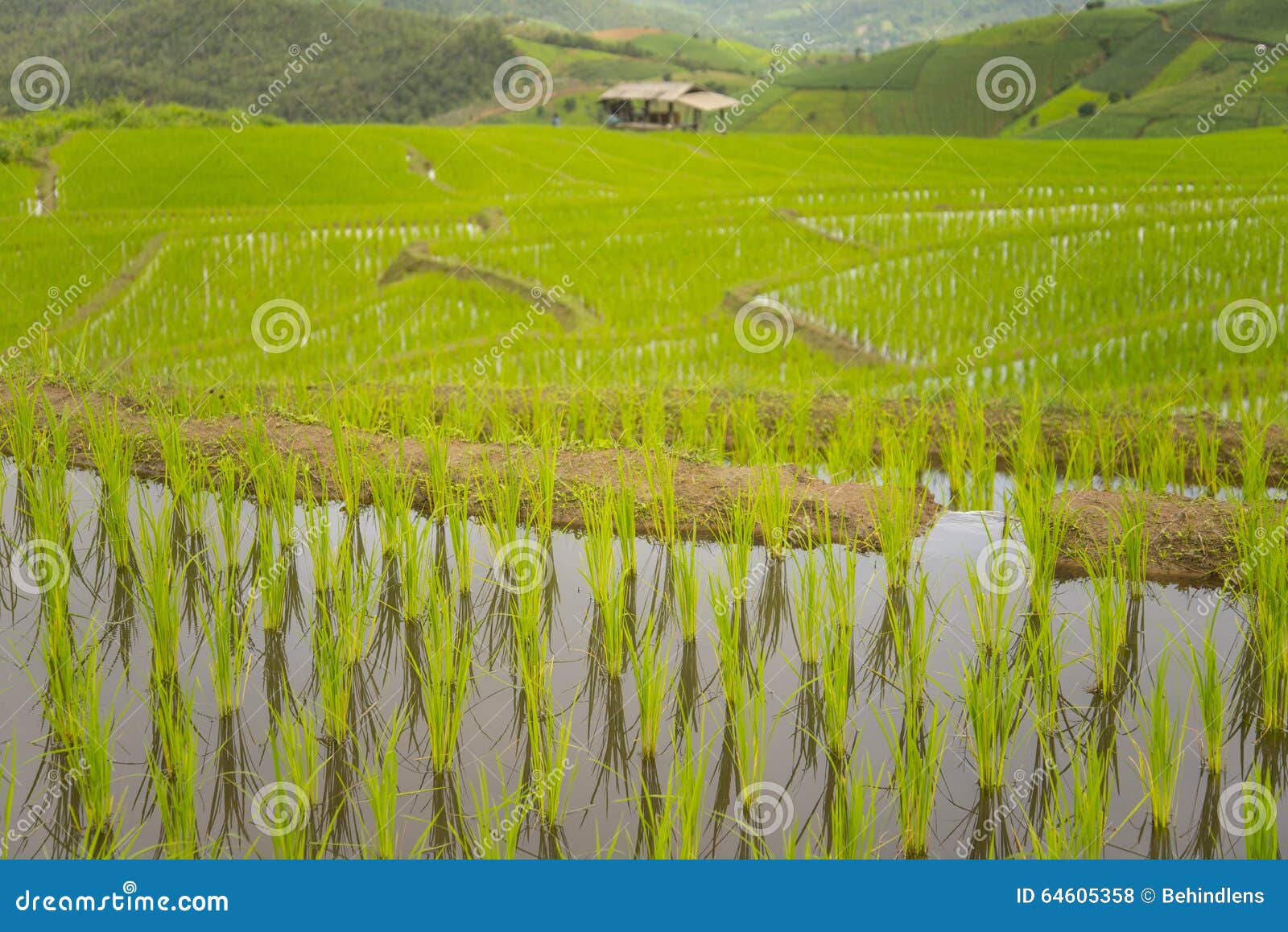 Terraced Rice Field Texture Background Stock Photo - Image of northern ...