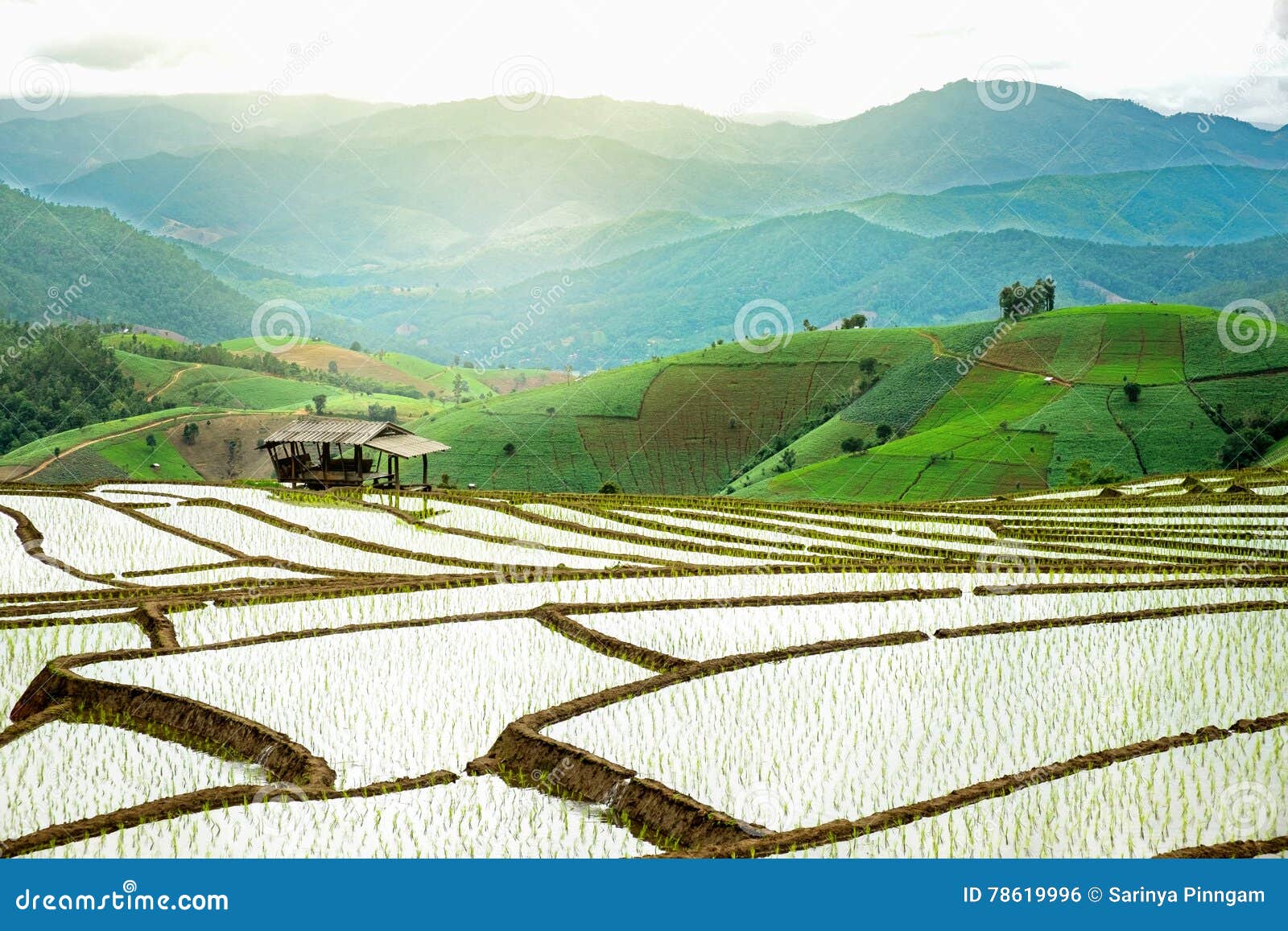 Terraced Rice Field in Thailand Stock Photo - Image of environment ...