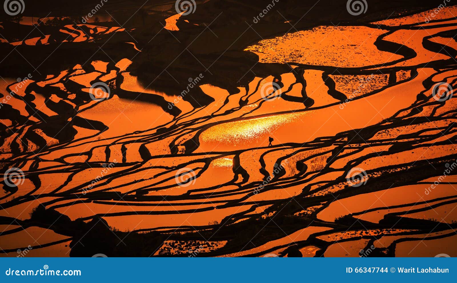 Terraced rice field stock photo. Image of pattern, paddy - 66347744