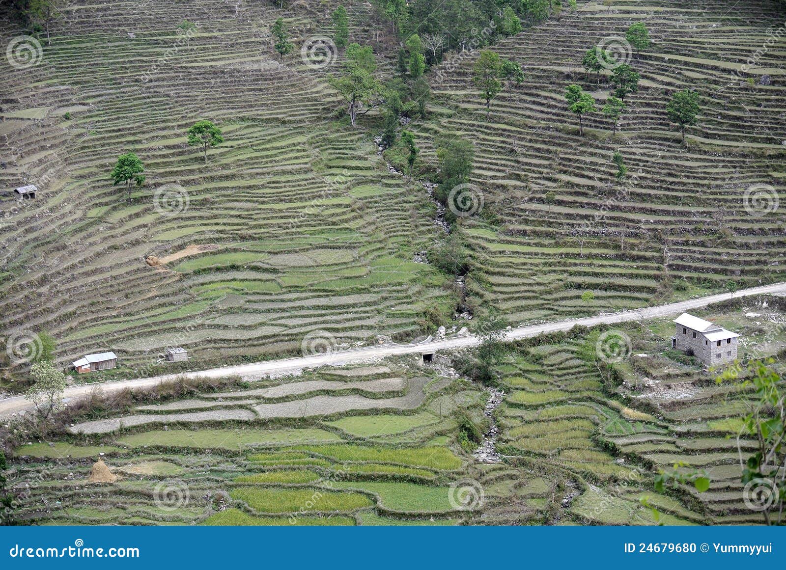 Terraced rice fields stock photo. Image of hillside, agriculture - 24679680