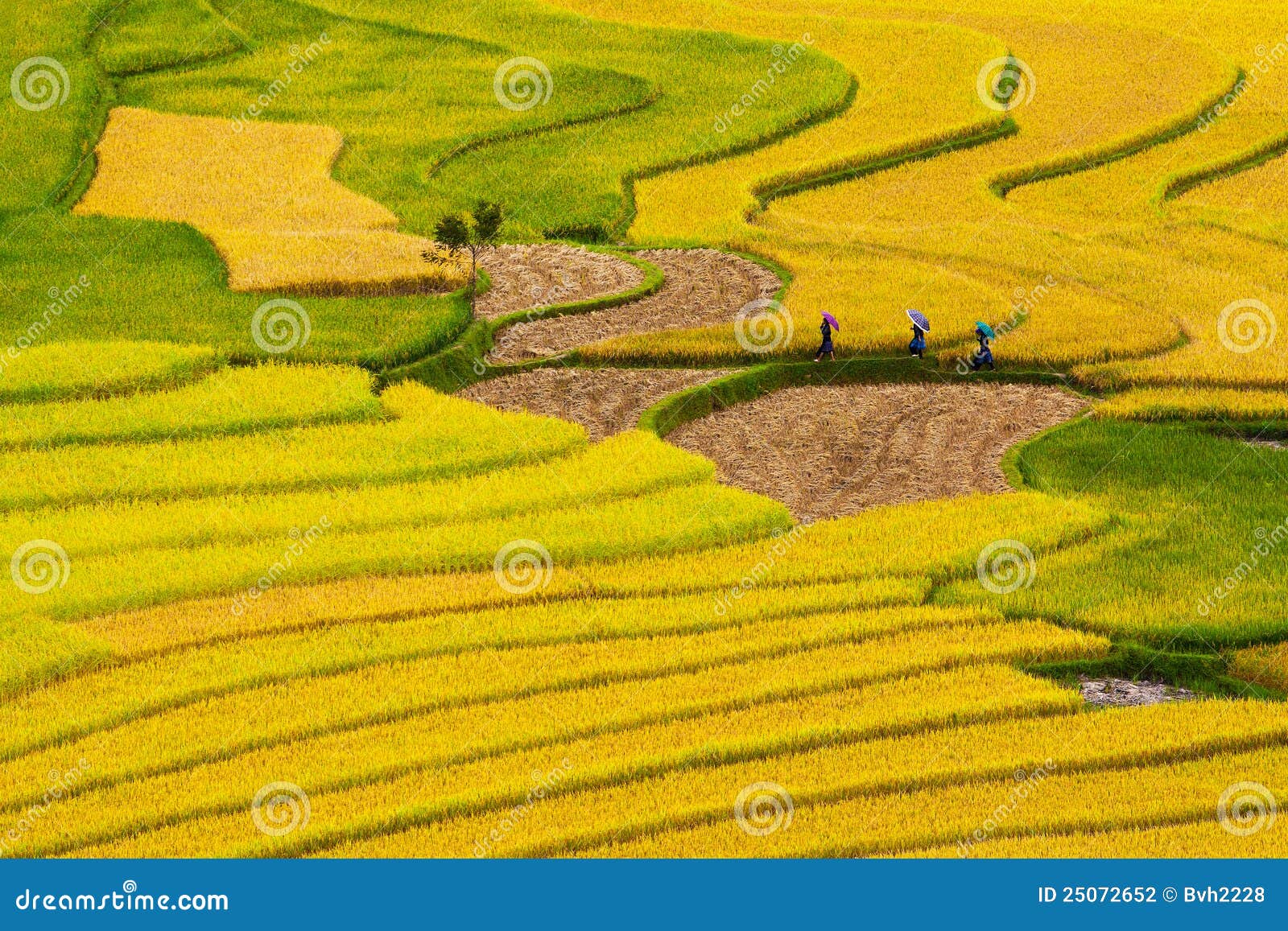 Terraced rice fields stock photo. Image of cows, ecology - 25072652