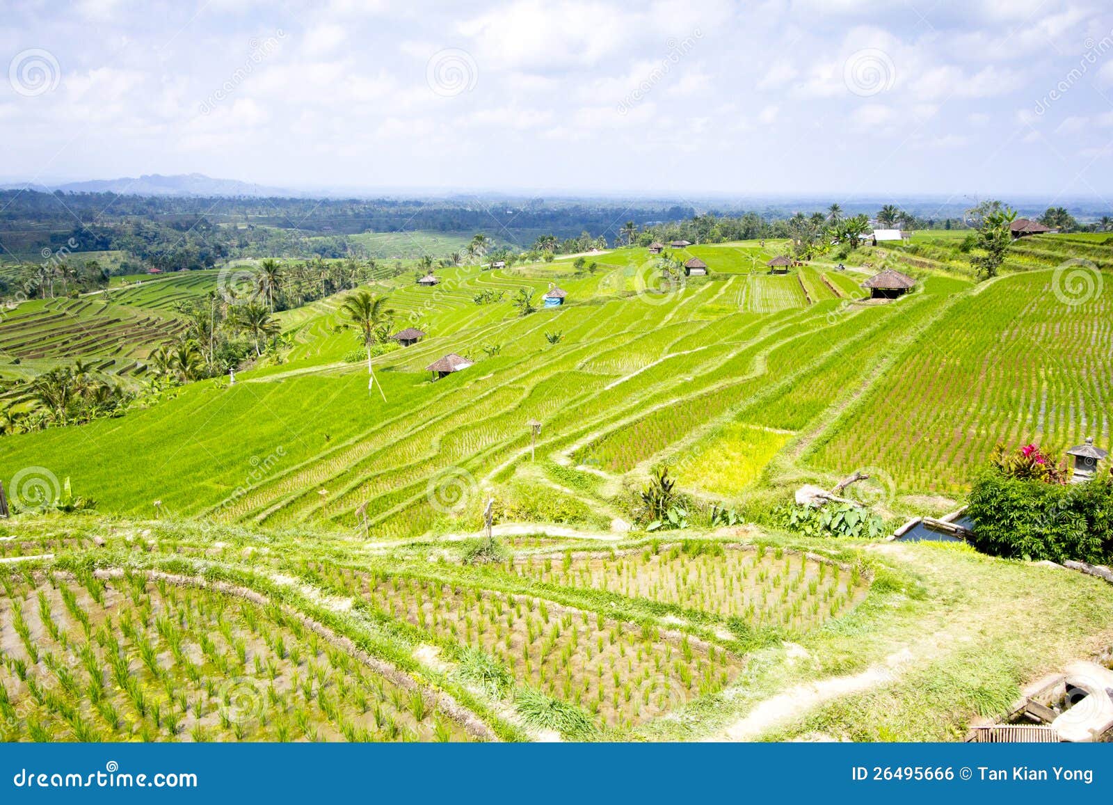 Terraced rice fields stock photo. Image of field, asia - 26495666