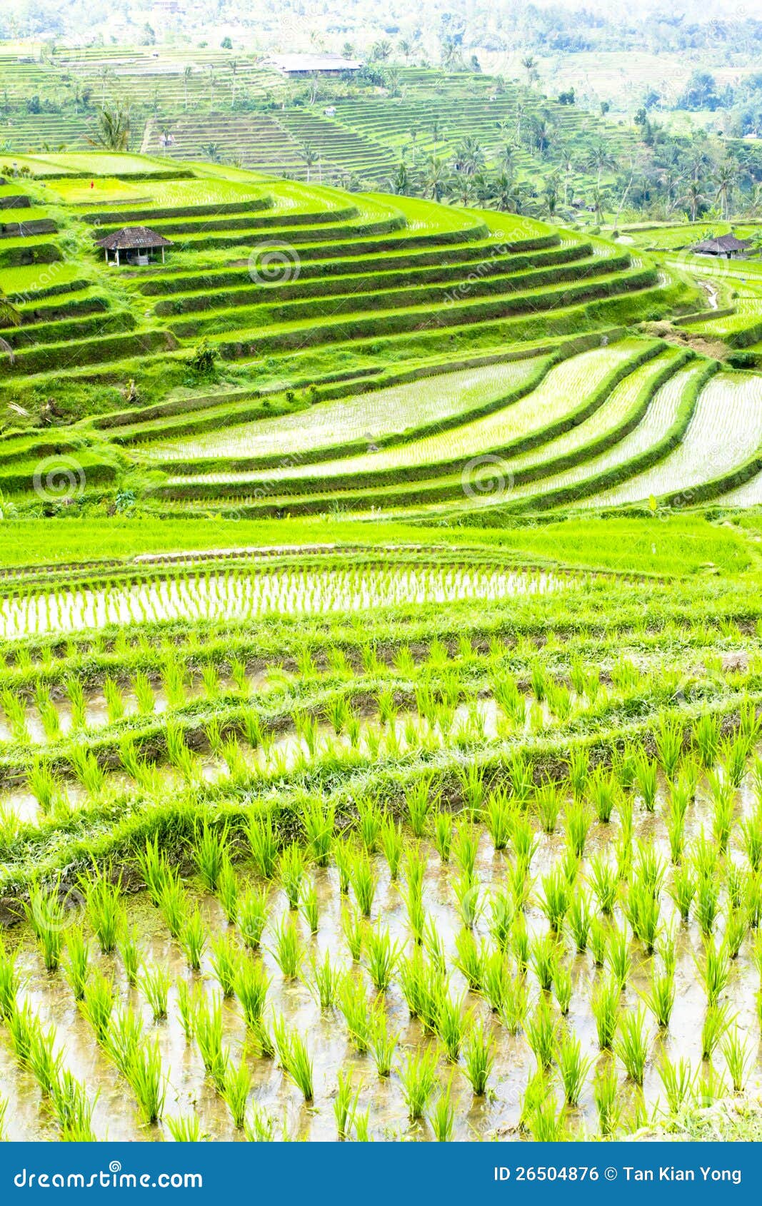 Terraced rice fields stock photo. Image of destination - 26504876