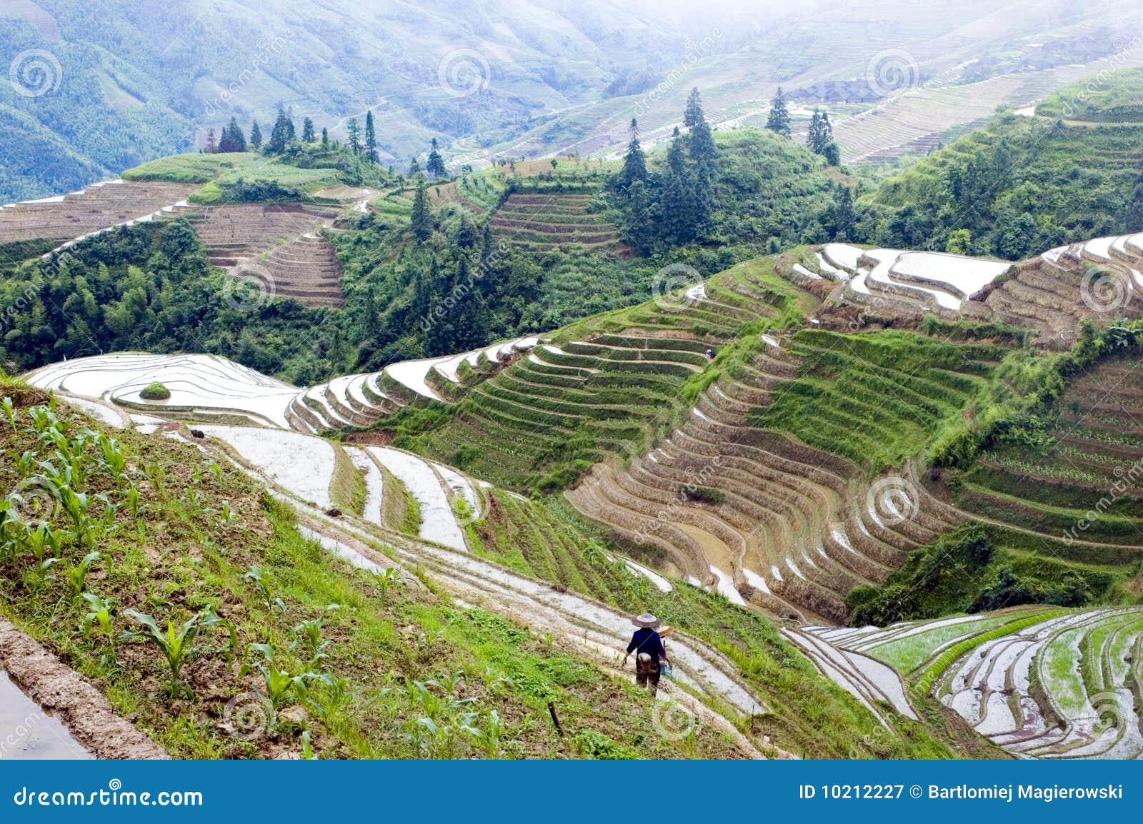 Terraced Rice Fields in Guilin, Longshan Stock Image - Image of ...