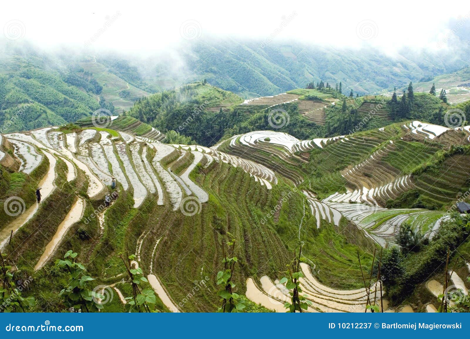 Terraced Rice Fields in Guilin, Longshan Stock Image - Image of ...