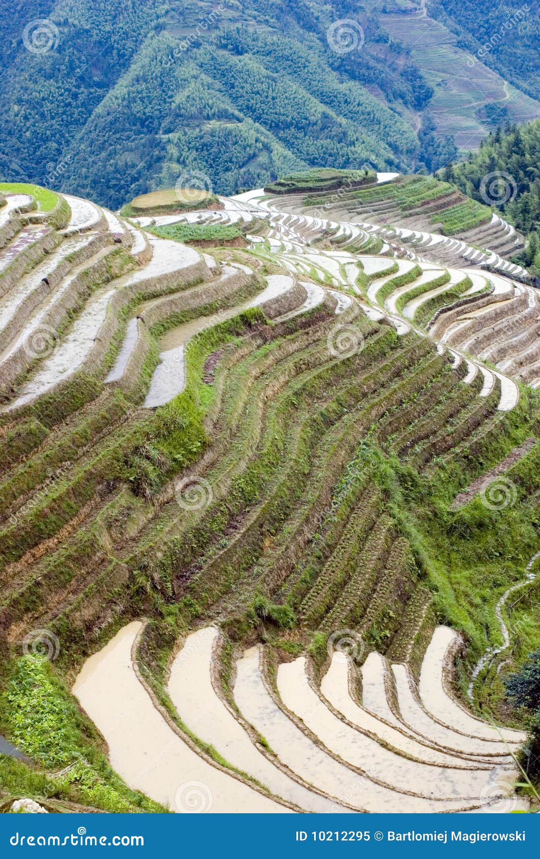 Terraced Rice Fields in Guilin, Longshan Stock Image - Image of ...