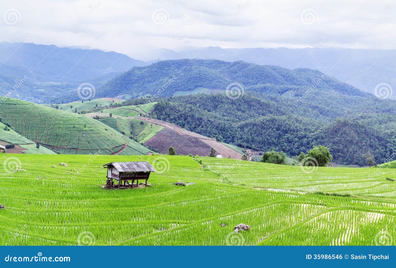 Terraced rice fields hill stock photo. Image of chiang - 35986546