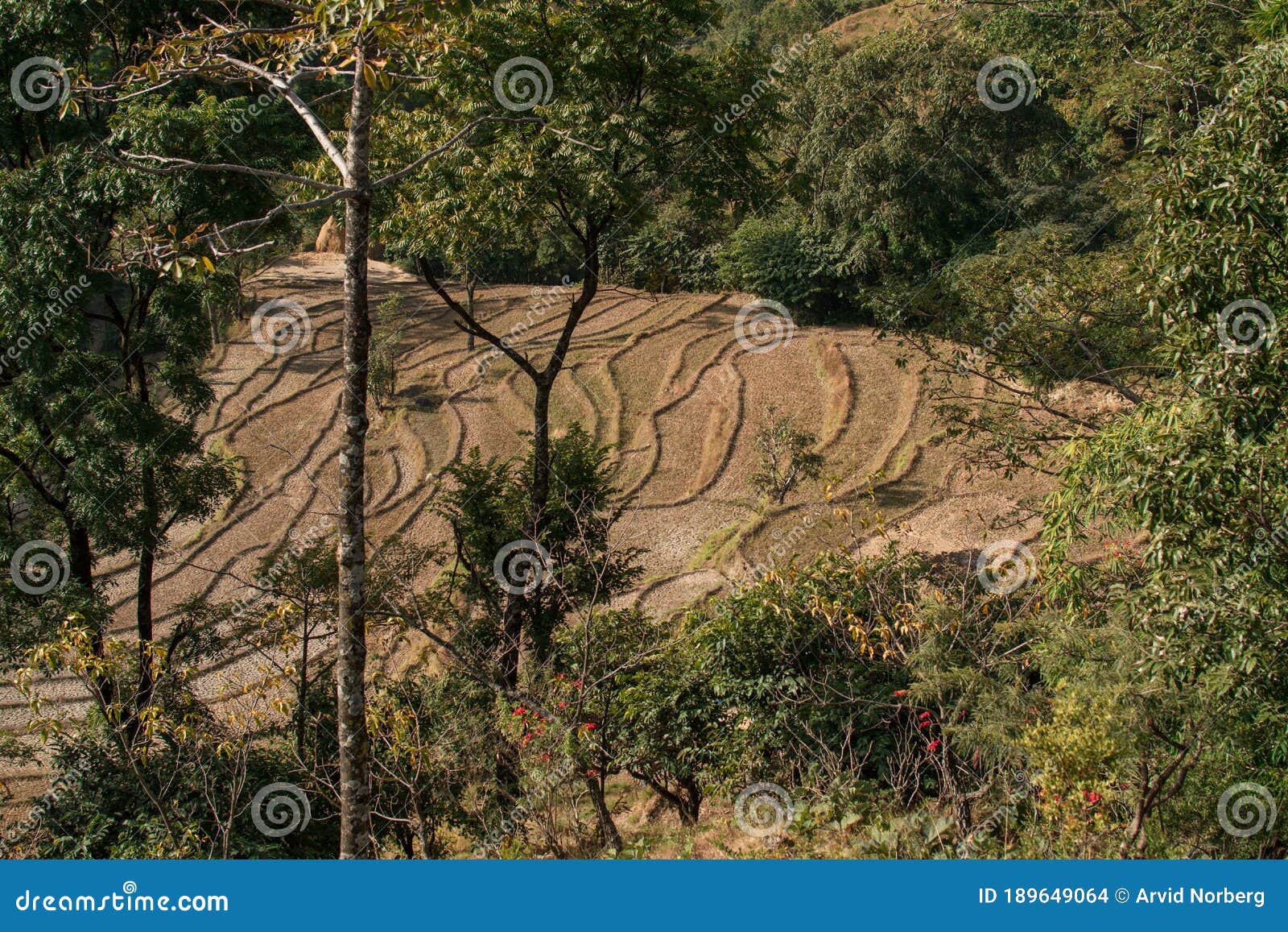 Terraced Rice Fields on a Hillside Stock Photo - Image of plateu ...