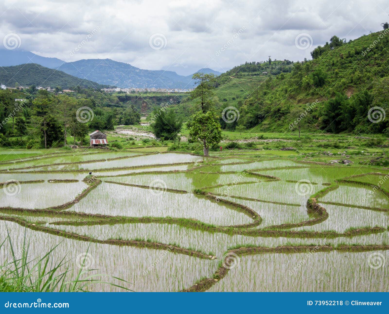 Terraced Rice Fields stock photo. Image of houses, country - 73952218
