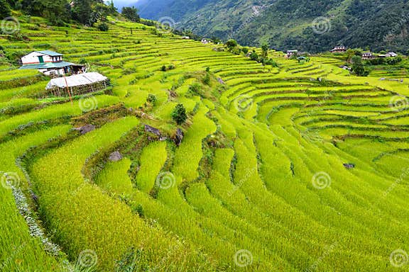 Terraced Rice Fields. Himalayas, Nepal Stock Photo - Image of ...