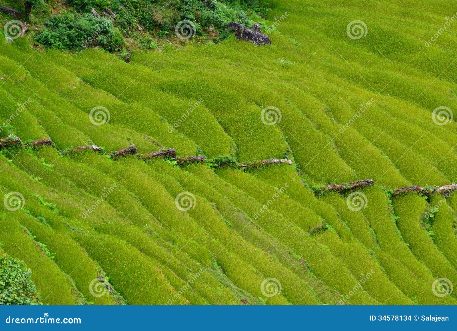 Terraced Rice Fields. Himalayas, Nepal Stock Photo - Image of culture ...