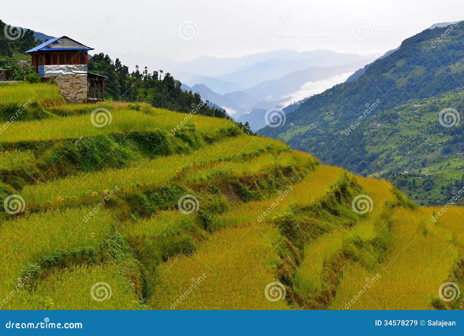 Terraced Rice Fields. Himalayas, Nepal Stock Image - Image of harvest ...