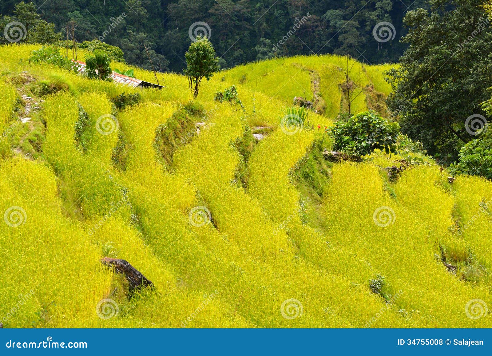 Terraced Rice Fields. Himalayas, Nepal Stock Photo - Image of farm ...