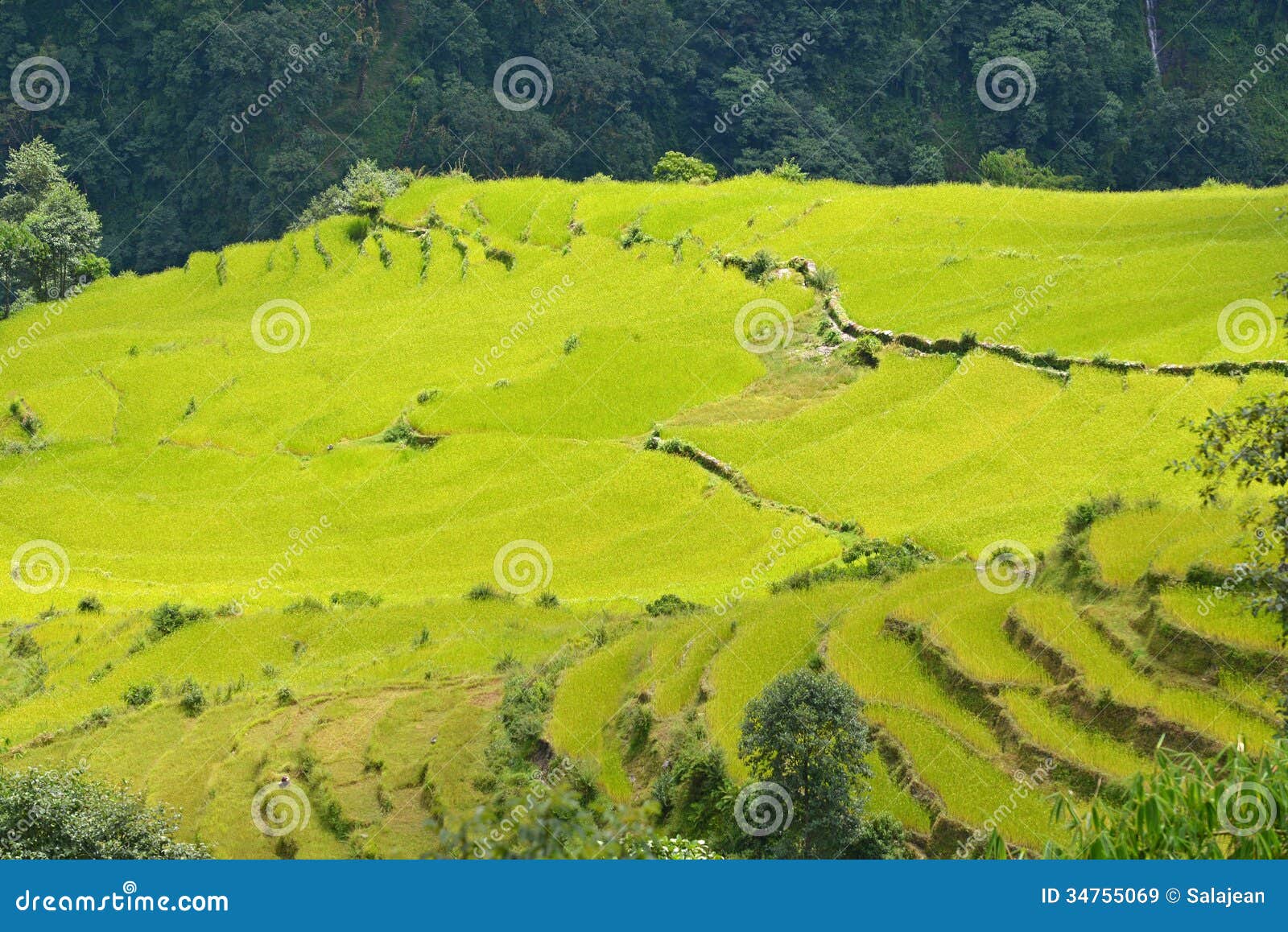 Terraced Rice Fields. Himalayas, Nepal Stock Image - Image of asia ...