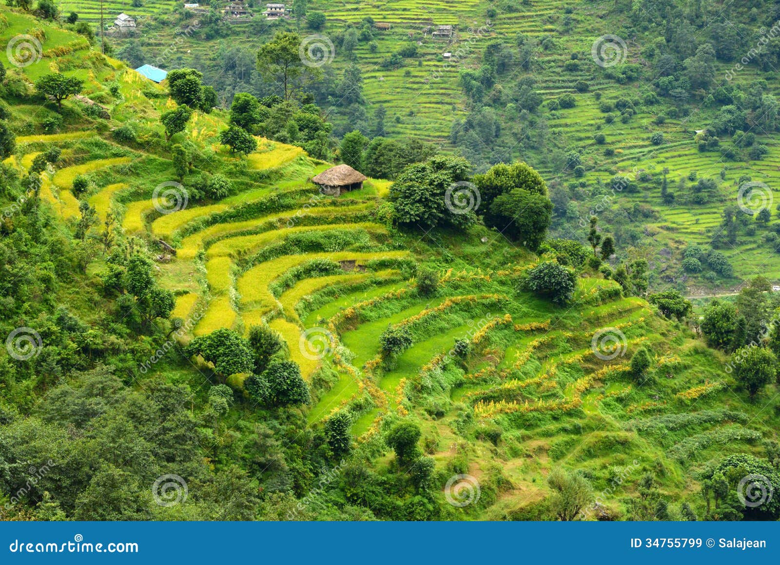 Terraced Rice Fields. Himalayas, Nepal Stock Image - Image of landscape ...