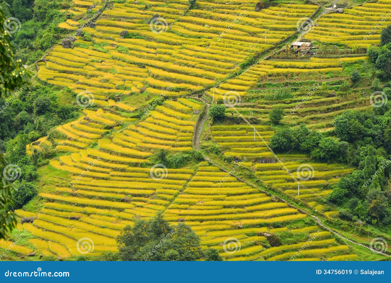 Terraced Rice Fields. Himalayas, Nepal Stock Image - Image of field ...