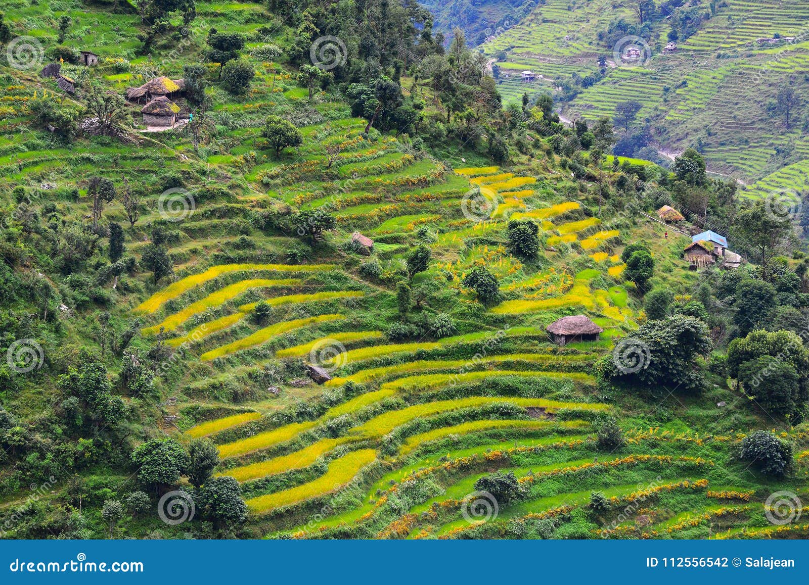 Terraced Rice Fields in Nepal Stock Photo - Image of asia, meadow ...