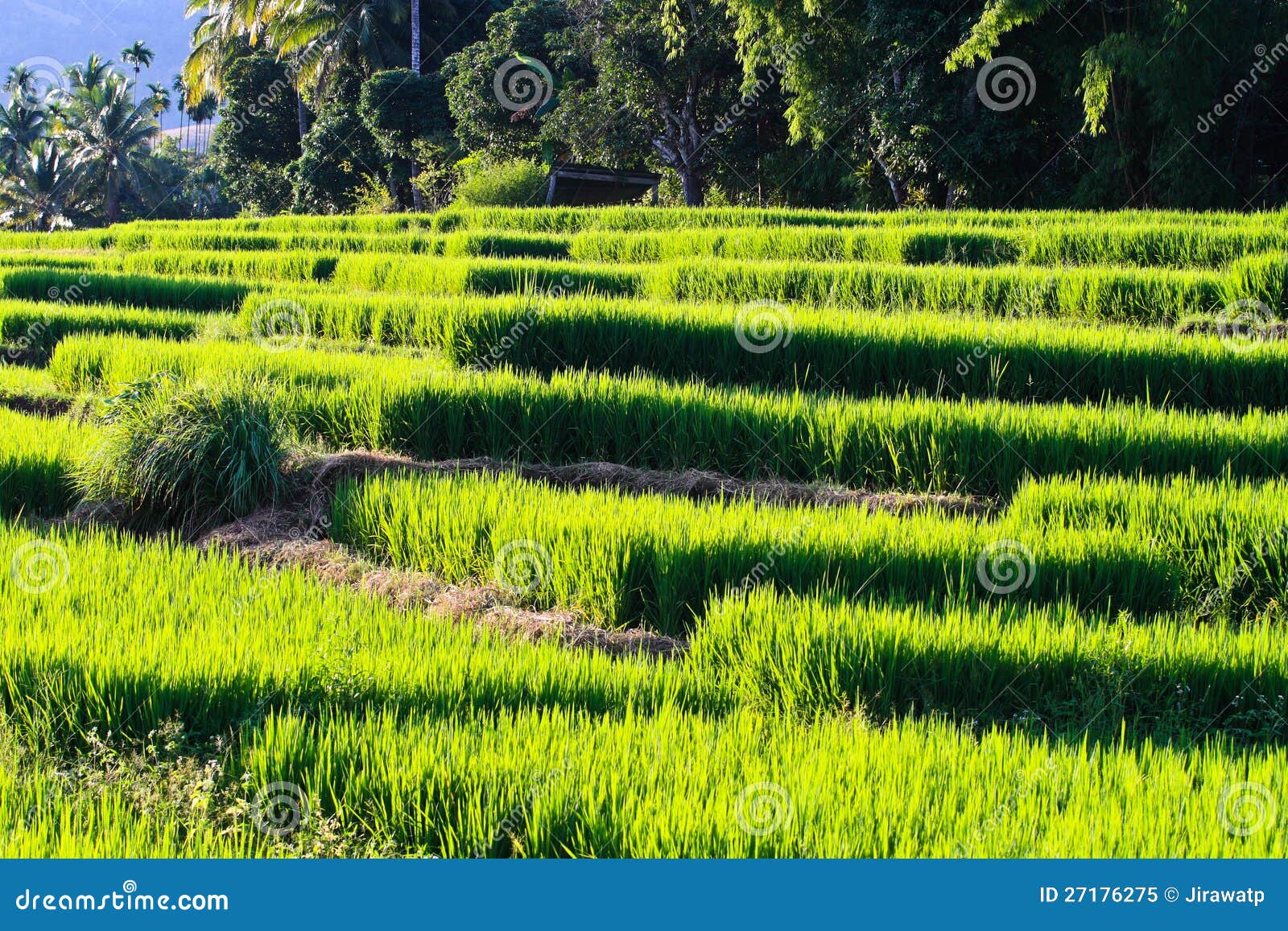 Terraced Rice Fields in Northern Thailand Stock Image - Image of ...