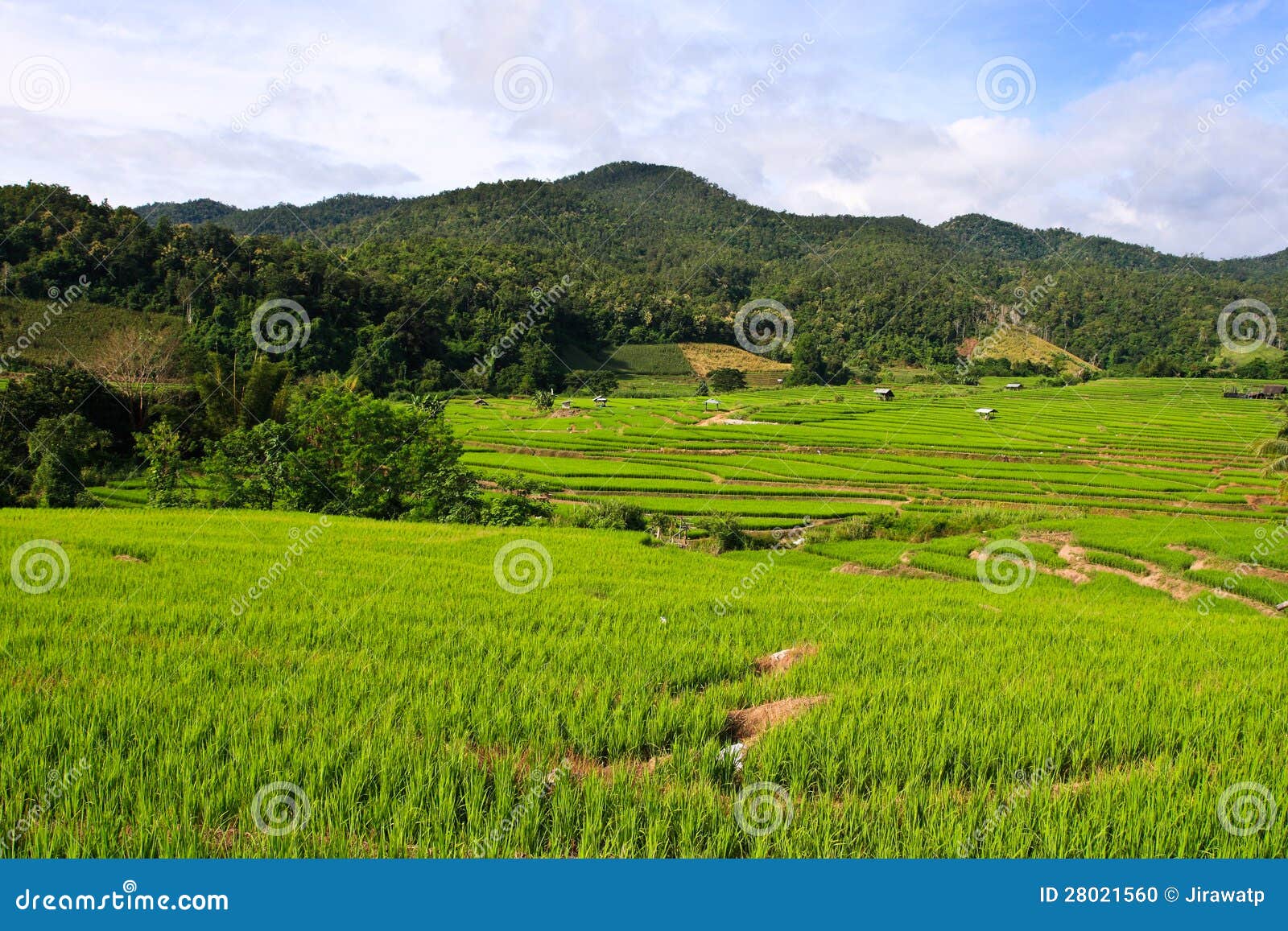 Terraced Rice Fields in Northern Thailand Stock Photo - Image of ...