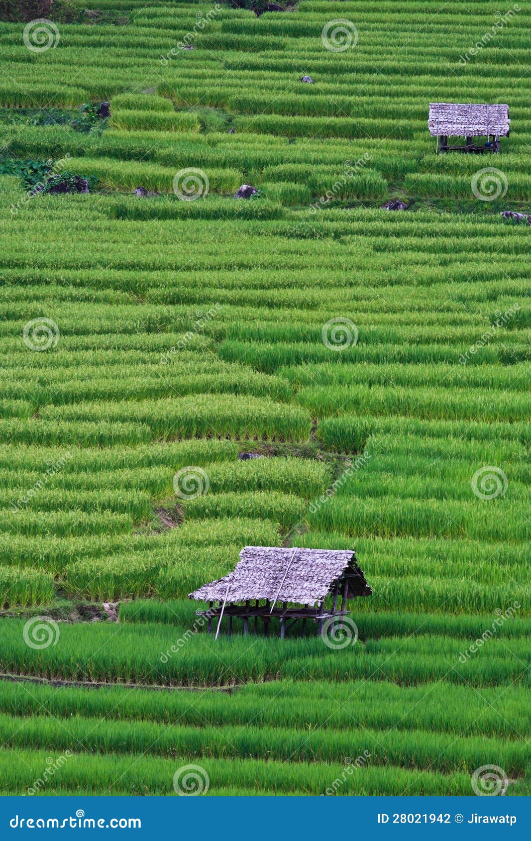 Terraced Rice Fields in Northern Thailand Stock Photo - Image of ...