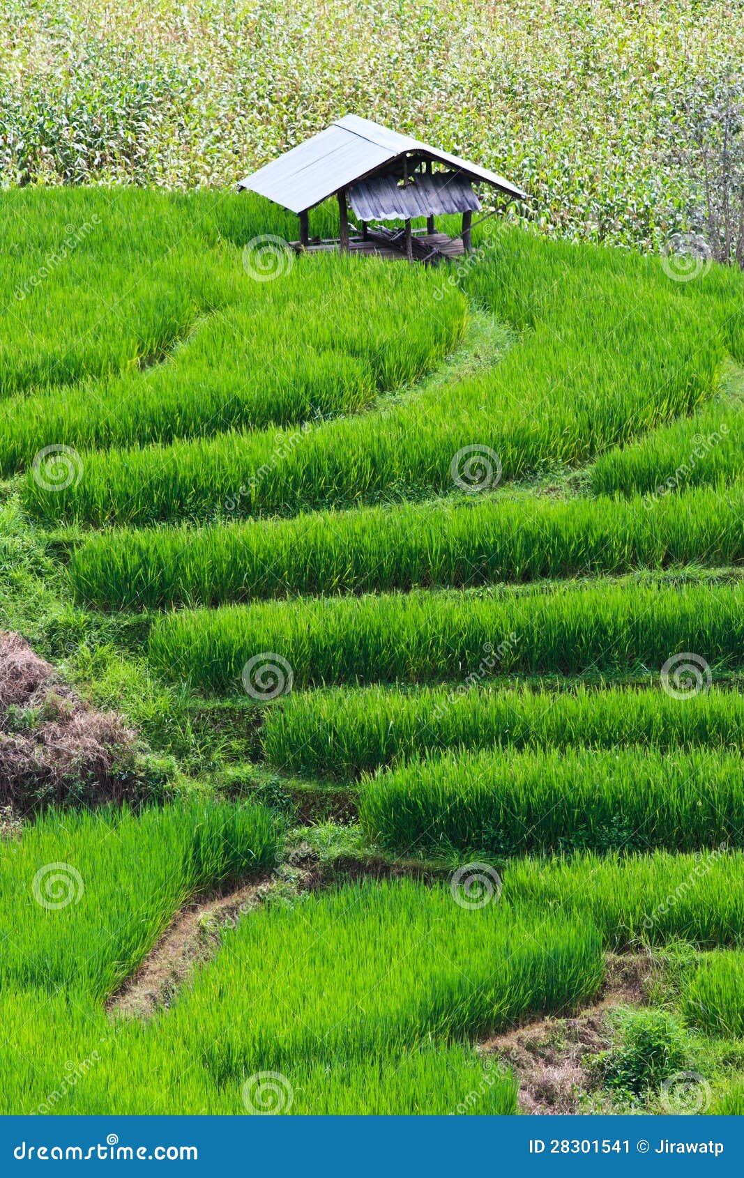 Terraced Rice Fields in Northern Thailand Stock Image - Image of nature ...