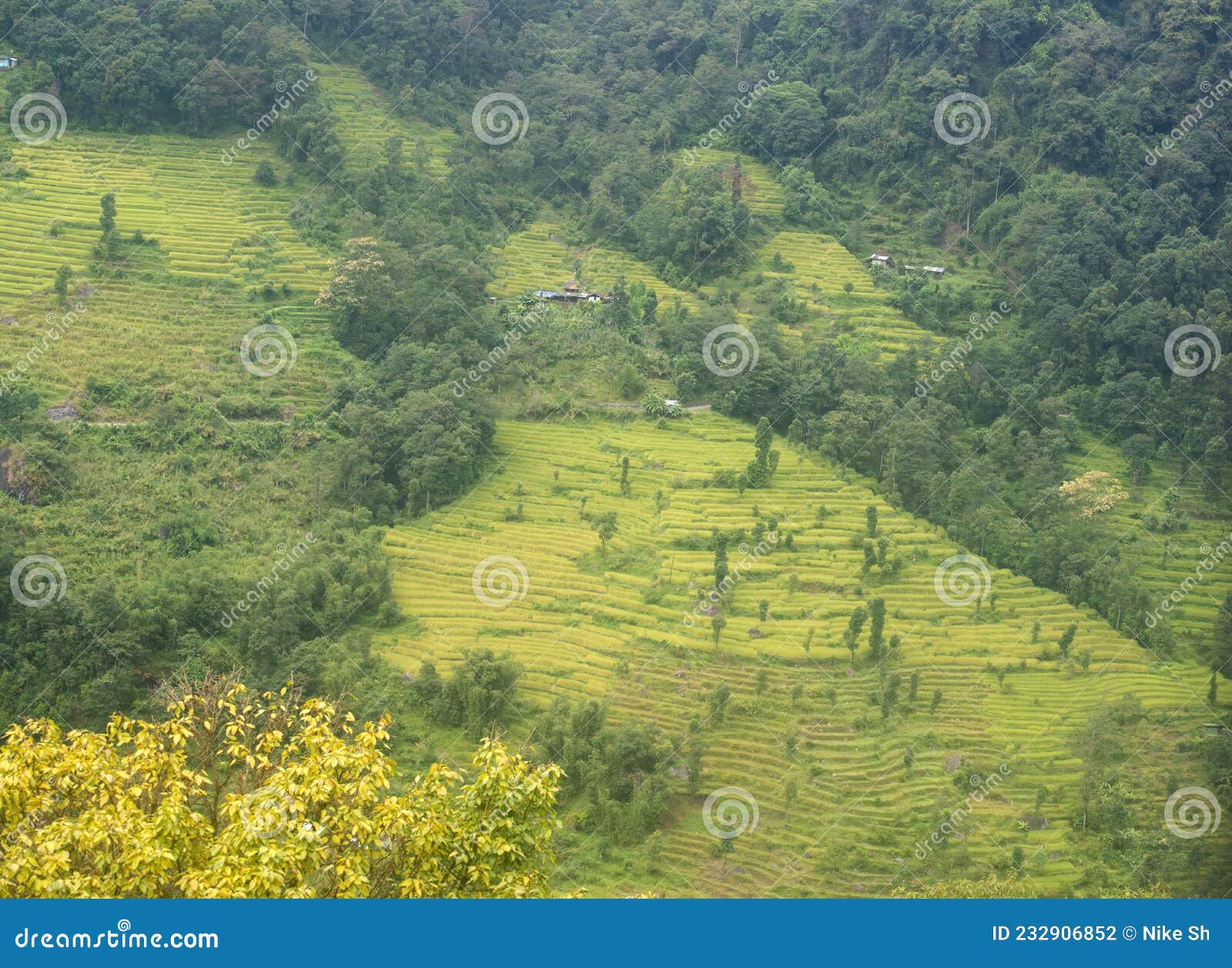 Paddy Fields, Terrace Farming Stock Photo - Image of fields, plantation ...