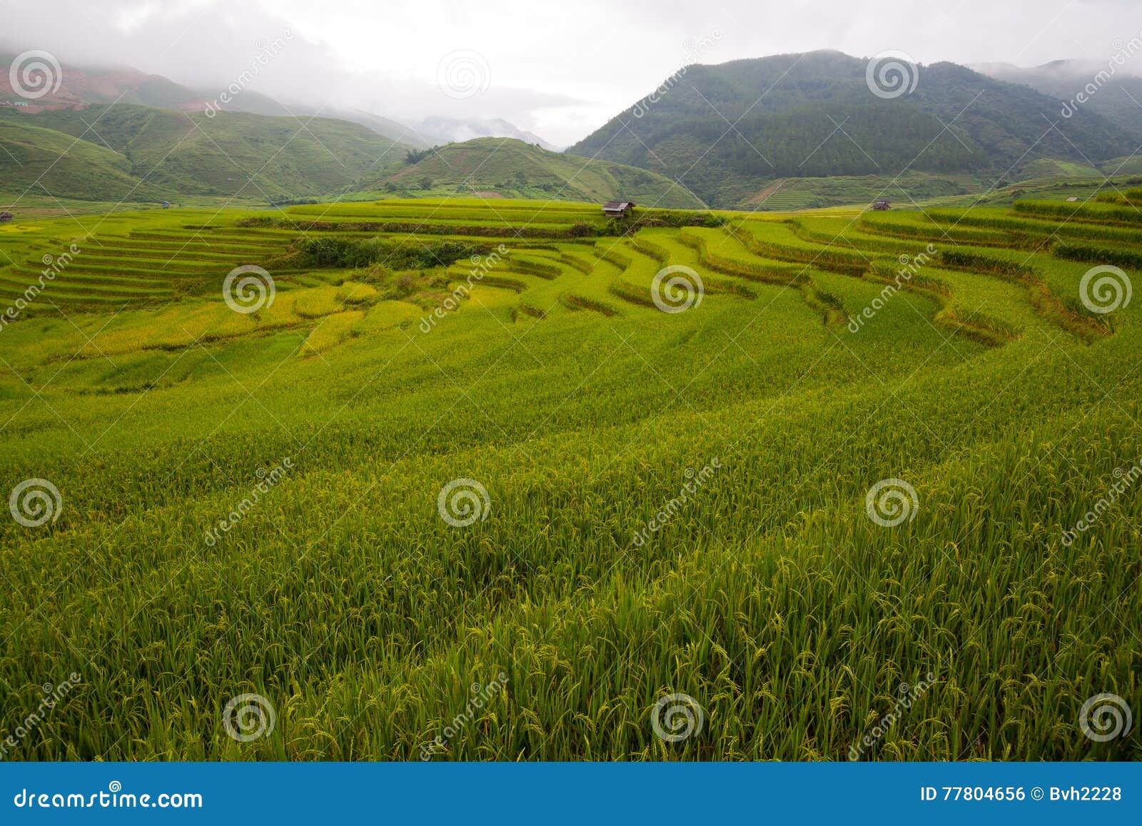 Terraced Rice Fields in Vietnam Stock Photo - Image of fields, natural ...