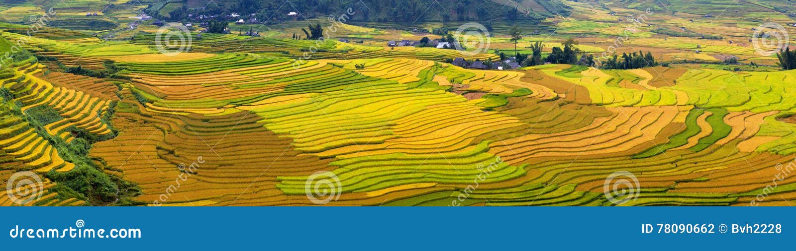 Terraced Rice Fields in Vietnam Stock Photo - Image of cultivated ...