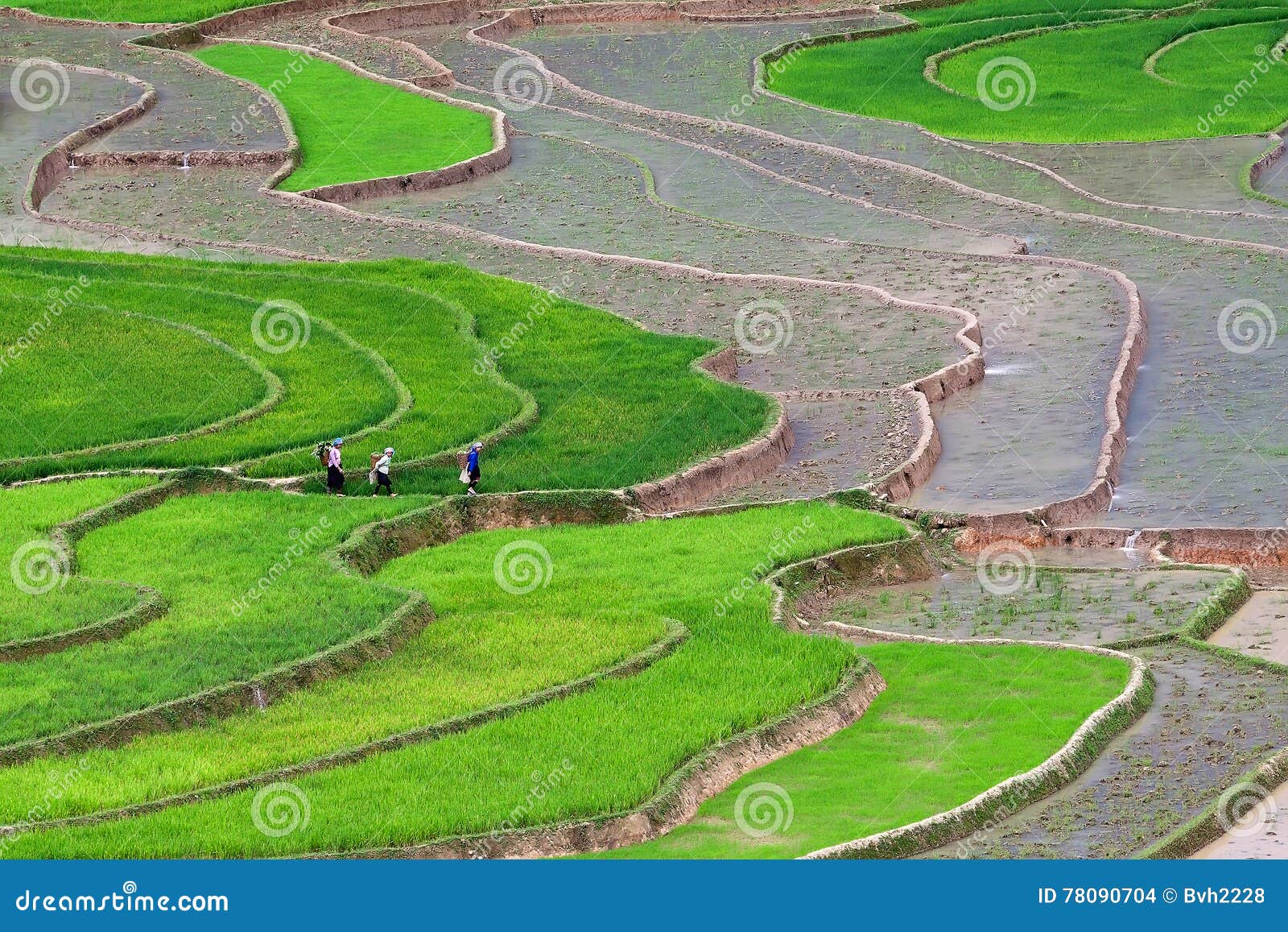 Terraced Rice Fields in Vietnam Stock Photo - Image of hunan, paddy ...