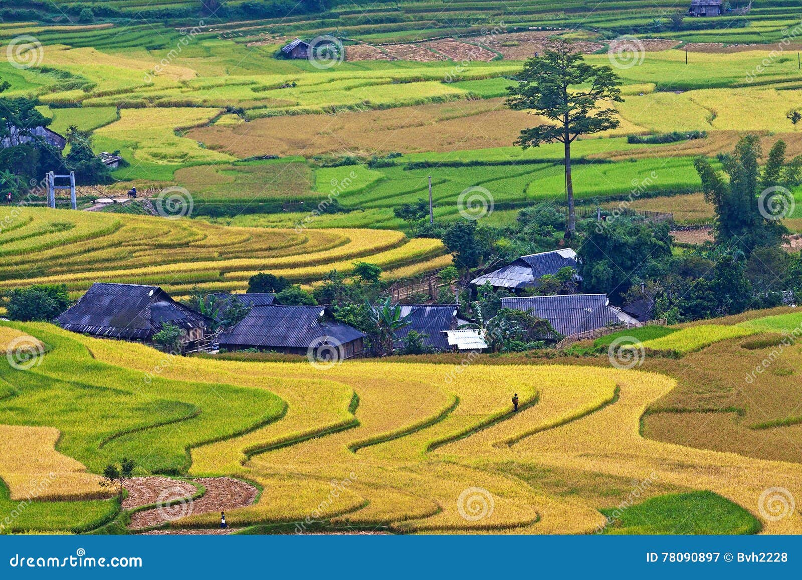 Terraced Rice Fields in Vietnam Stock Image - Image of environment ...