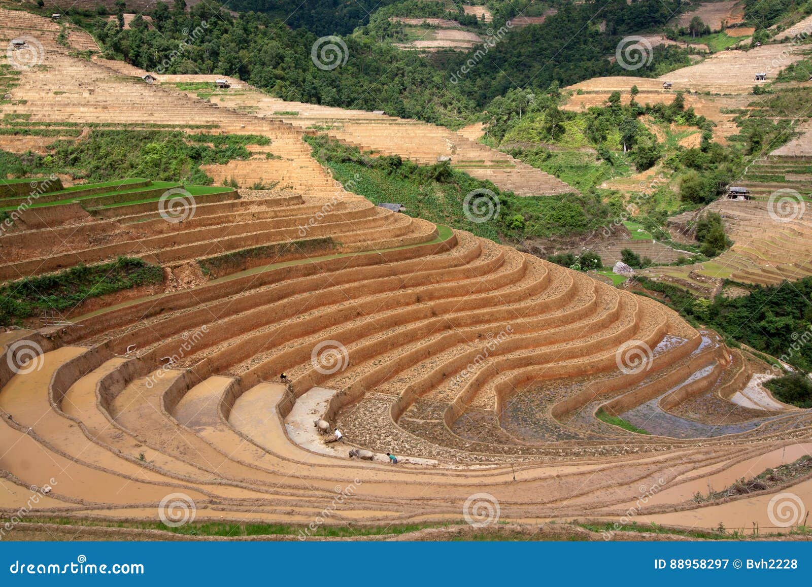 Terraced Rice Fields in Vietnam Stock Image - Image of environment ...