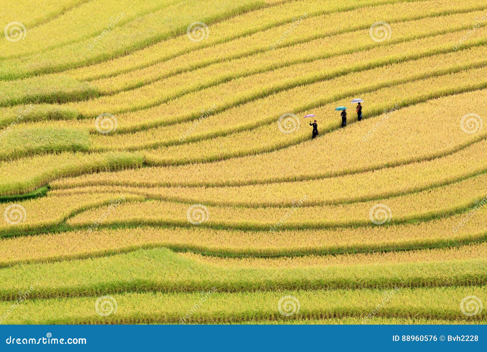 Terraced Rice Fields in Vietnam Editorial Photo - Image of asia, land ...