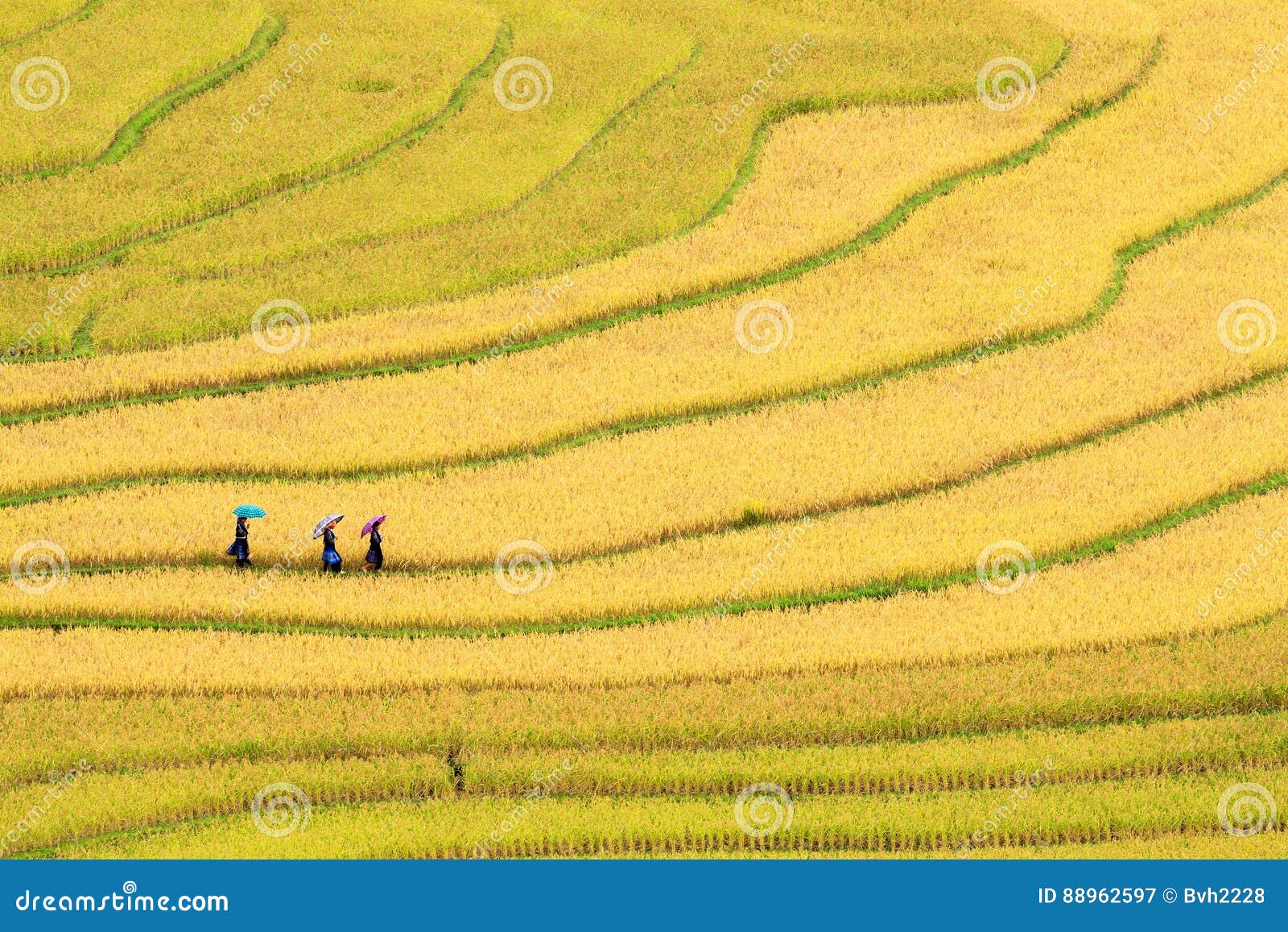 Terraced Rice Fields in Vietnam Editorial Photography - Image of longji ...