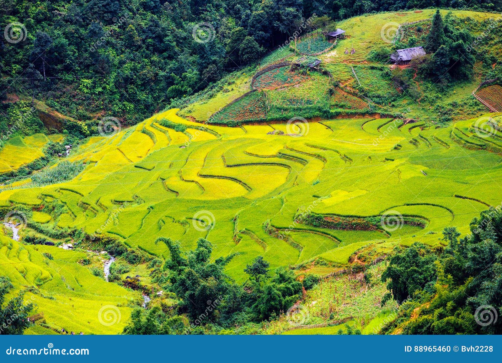 Terraced Rice Fields in Vietnam Stock Photo - Image of landmark, land ...