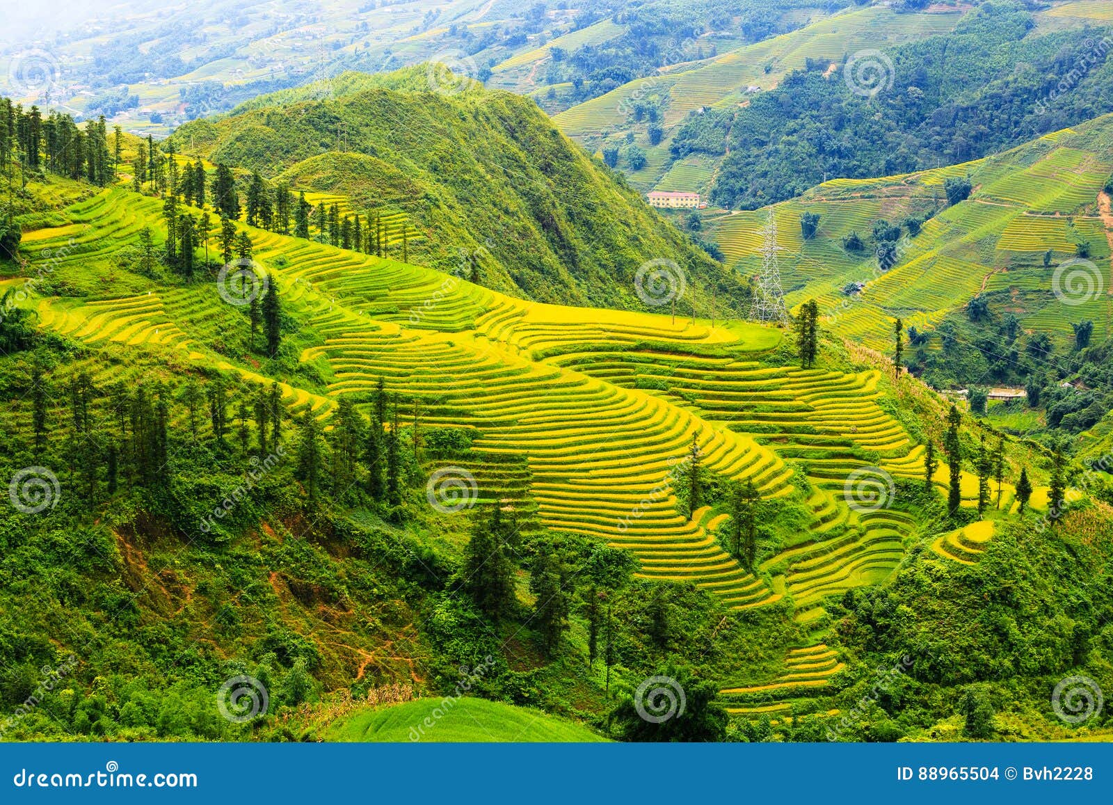 Terraced Rice Fields in Vietnam Stock Photo - Image of food ...