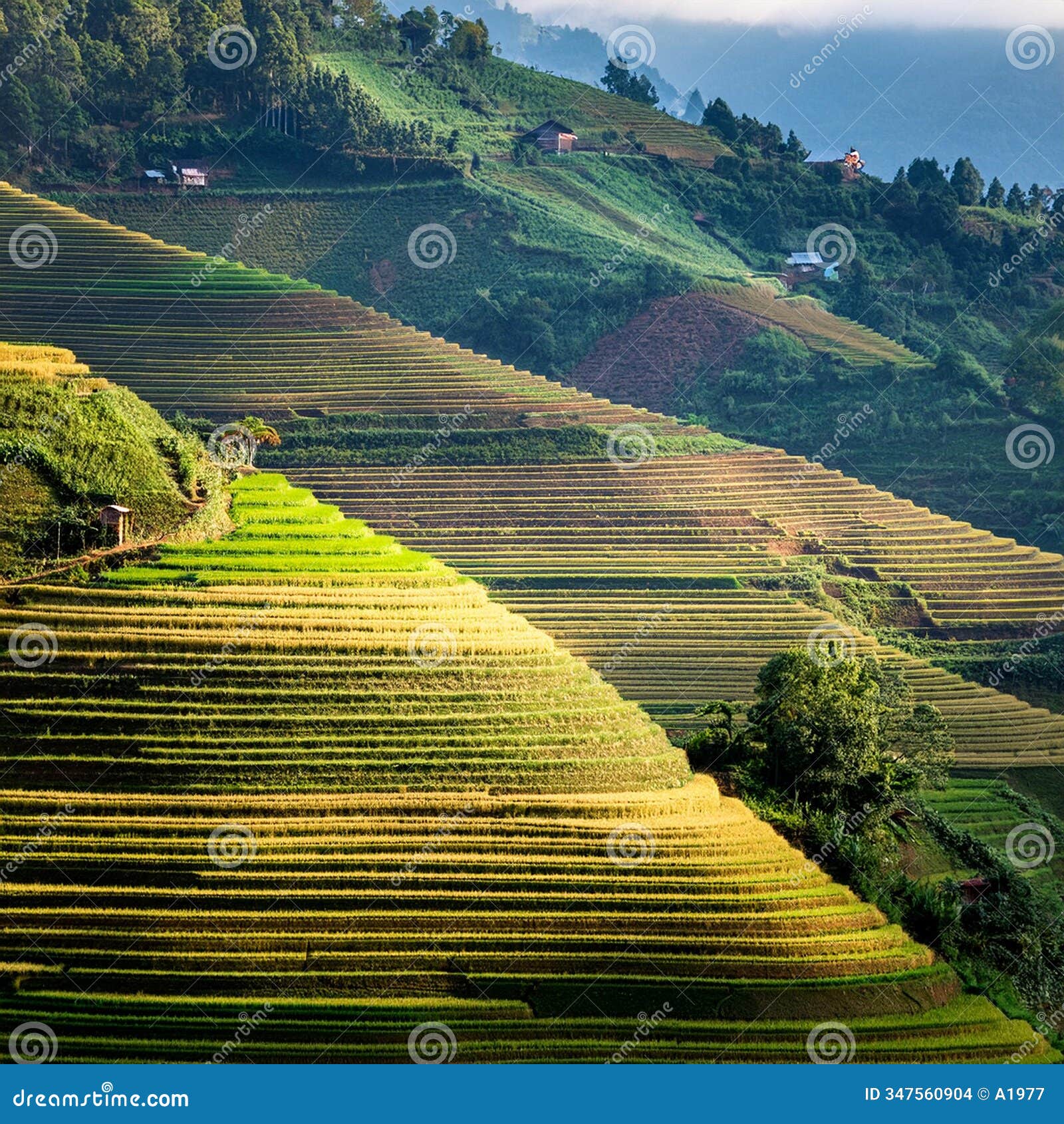 Terraced Cartoons, Illustrations & Vector Stock Images - 8560 Pictures ...