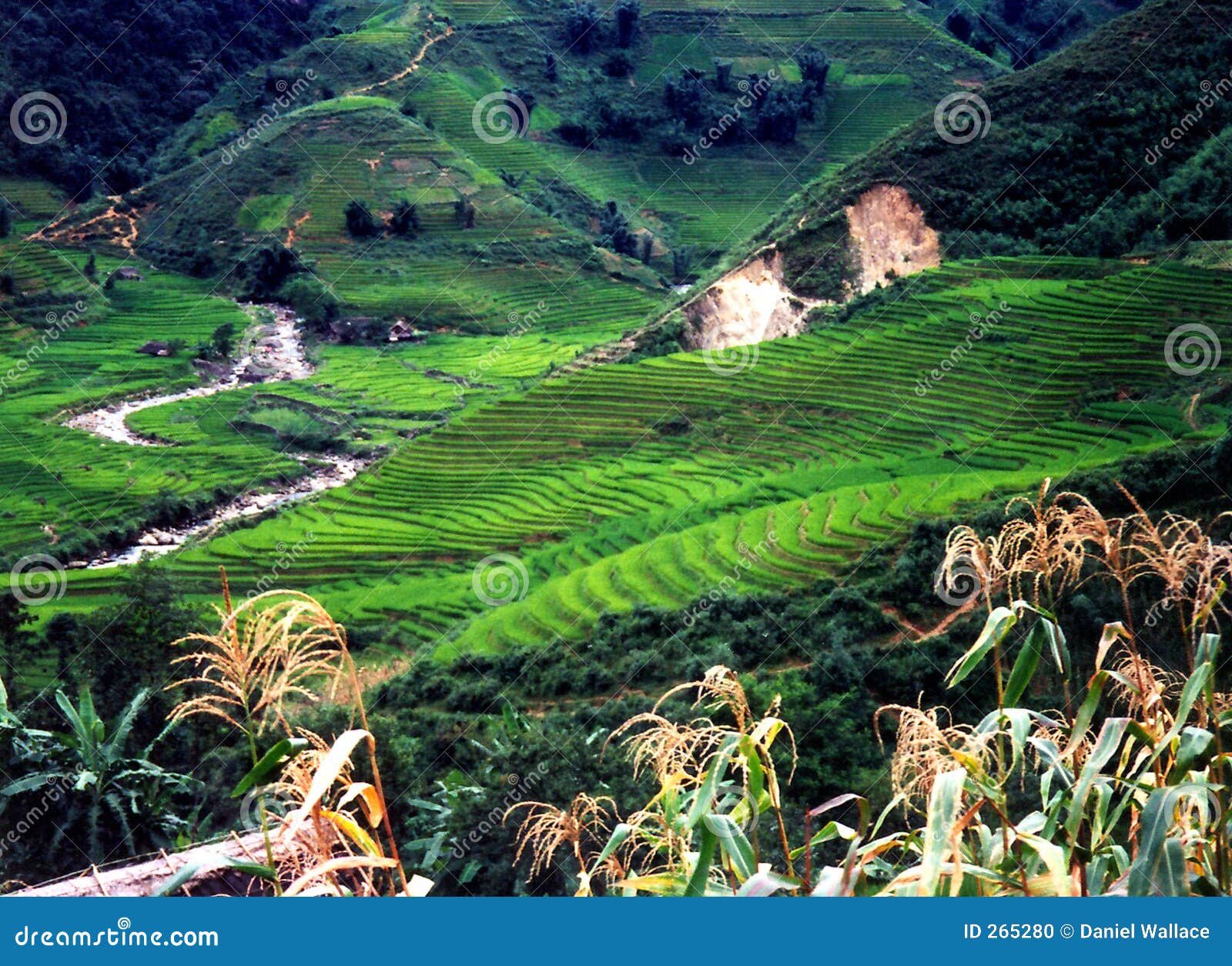 Terraced rice paddies stock photo. Image of rice, mountain - 265280