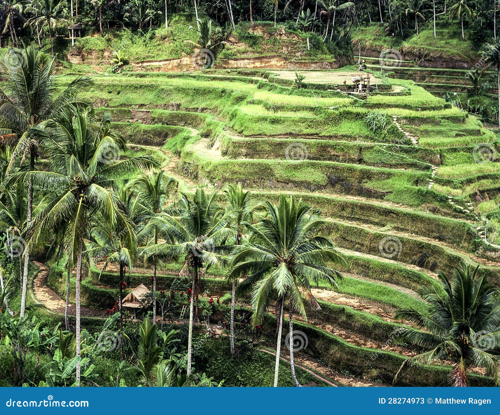 Terraced Rice Paddies on Bali Stock Image - Image of fields, film: 28274973