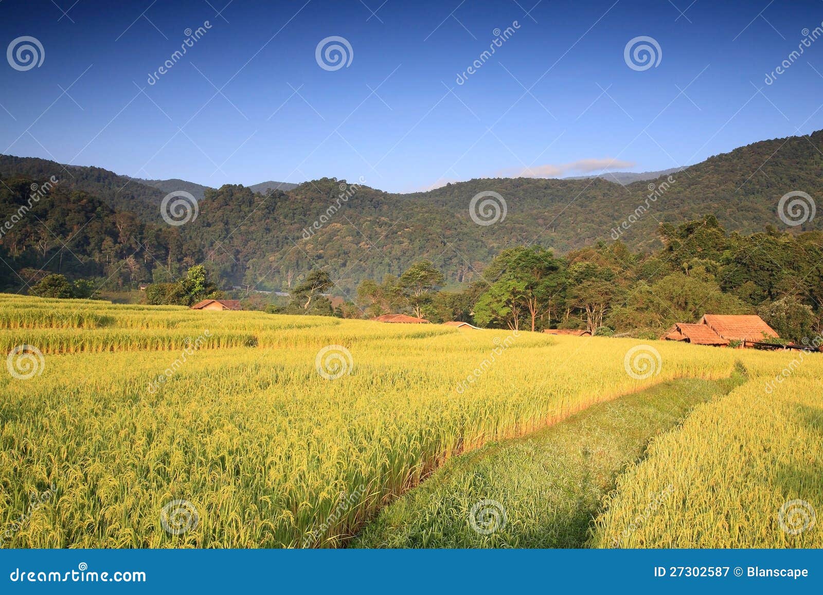 Terraced Ripe Rice Fields with House Stock Image - Image of local ...