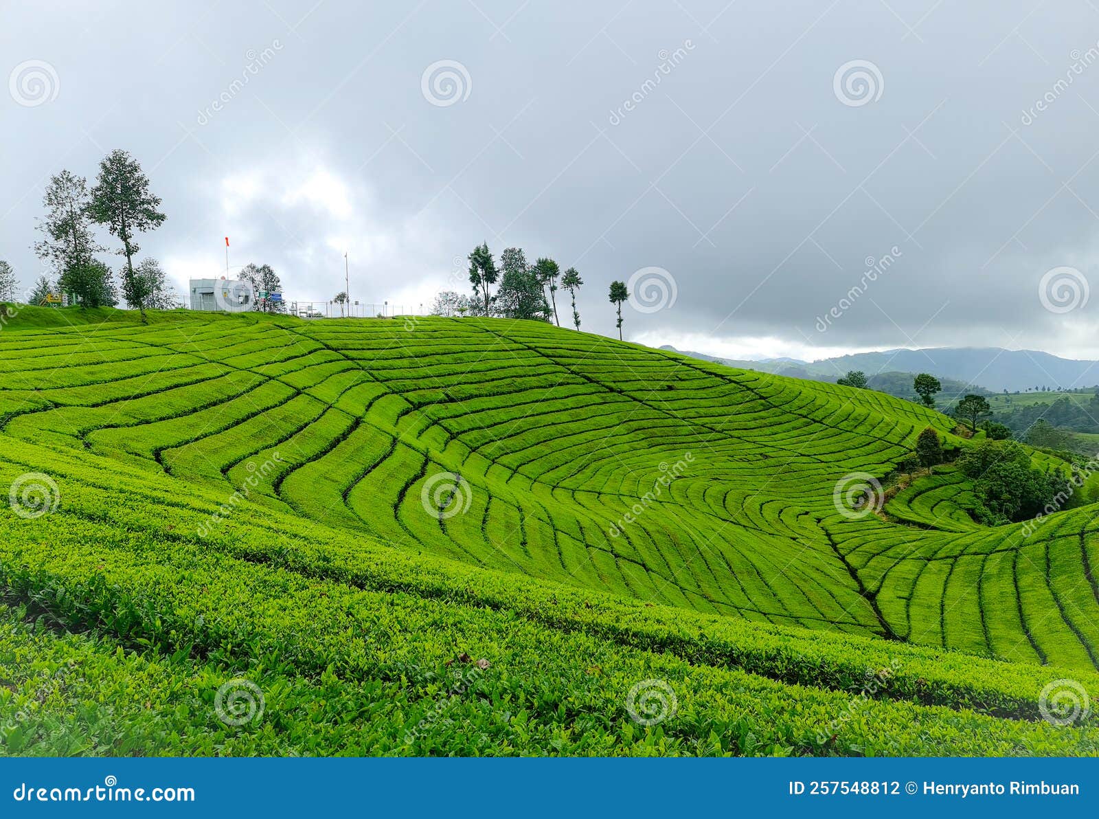 Terraced Tea Garden stock photo. Image of grassland - 257548812