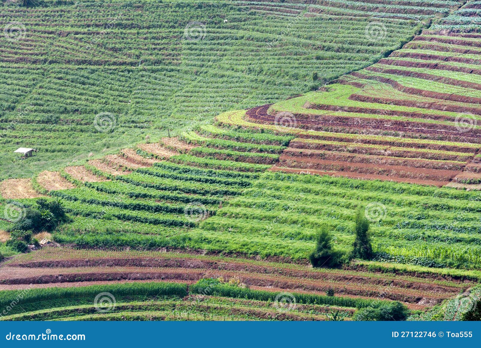 Terraced Vegetable Field stock photo. Image of rice, outdoor - 27122746